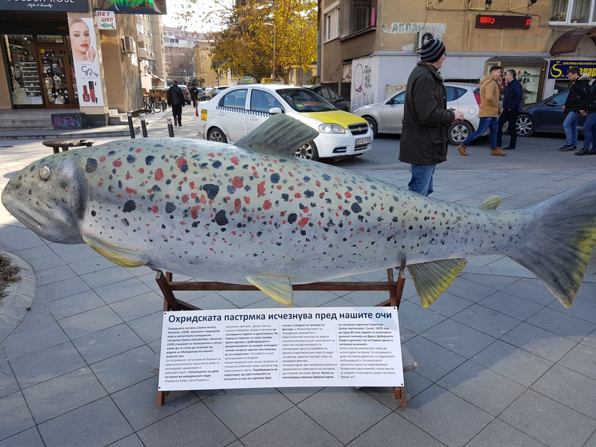 Ohrid Trout Invades Skopje – Ohrid SOS